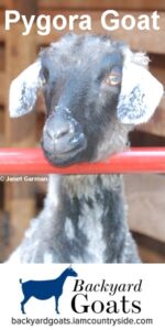 Pygora Goat - Breed Profile - Goat Journal